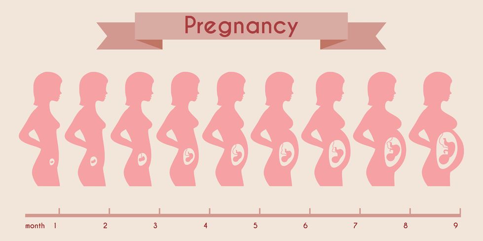 1 Month Pregnant Baby Size Learn About It Here New Baby Time
